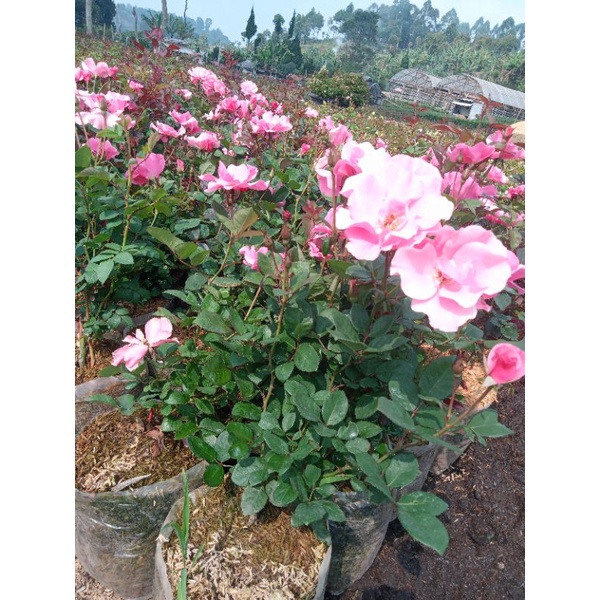 Jual TANAMAN BUNGA MAWAR BUTTERFLY | Shopee Indonesia