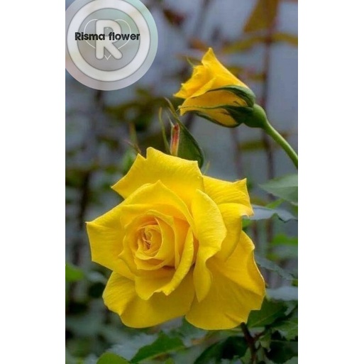 Jual Tanaman hias pohon bunga mawar kuning sudah berbunga / tanaman ...