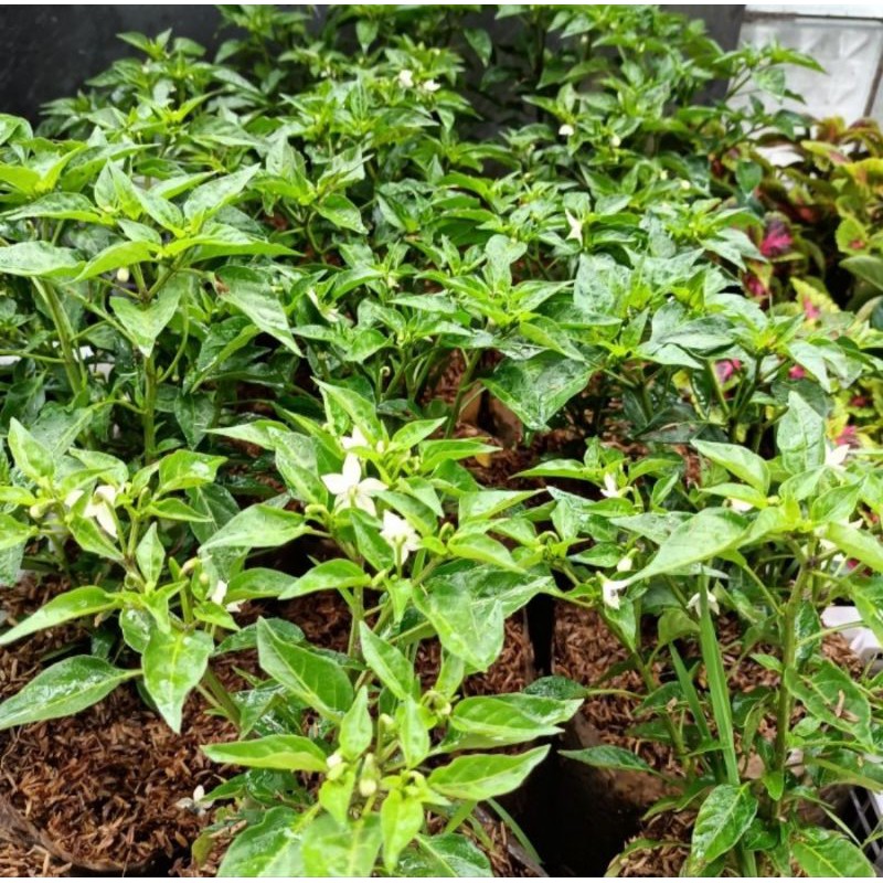 Jual Bibit tanaman hidup cabe rawit domba, khusus grab & gojek | Shopee ...