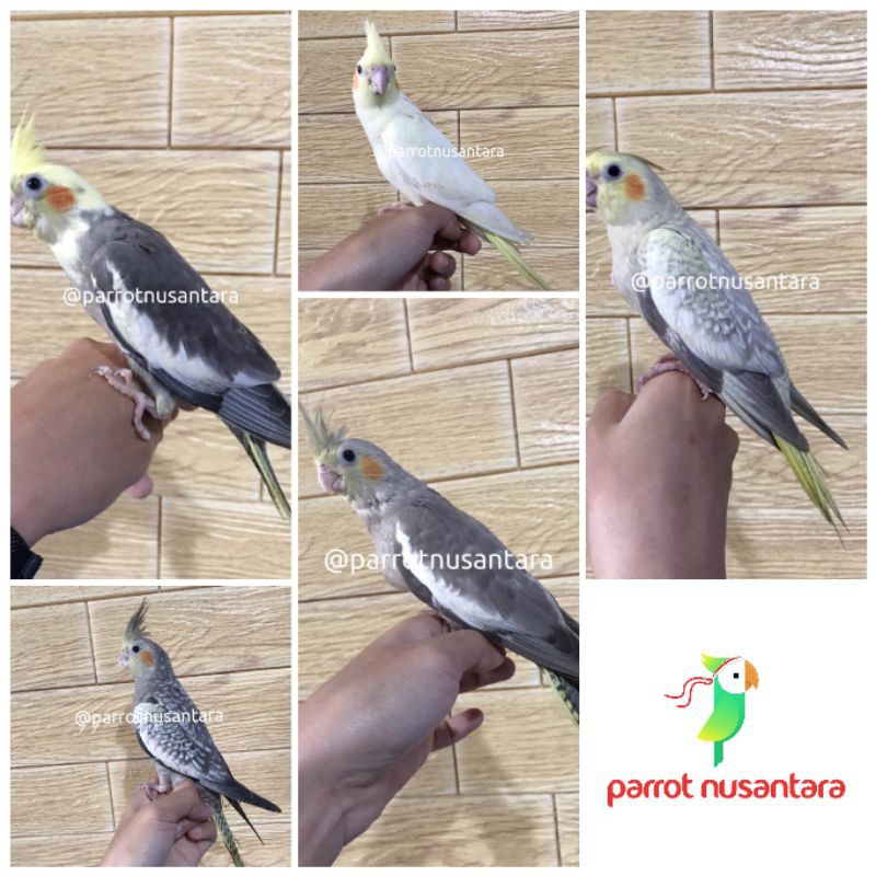 Jual burung falk / parkit Australia jinak usia paud semi mandiri jinak ...