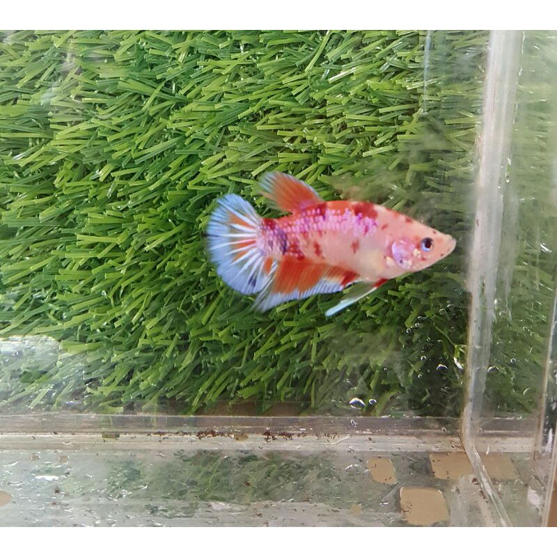 Jual cupang jenis nemo | Shopee Indonesia