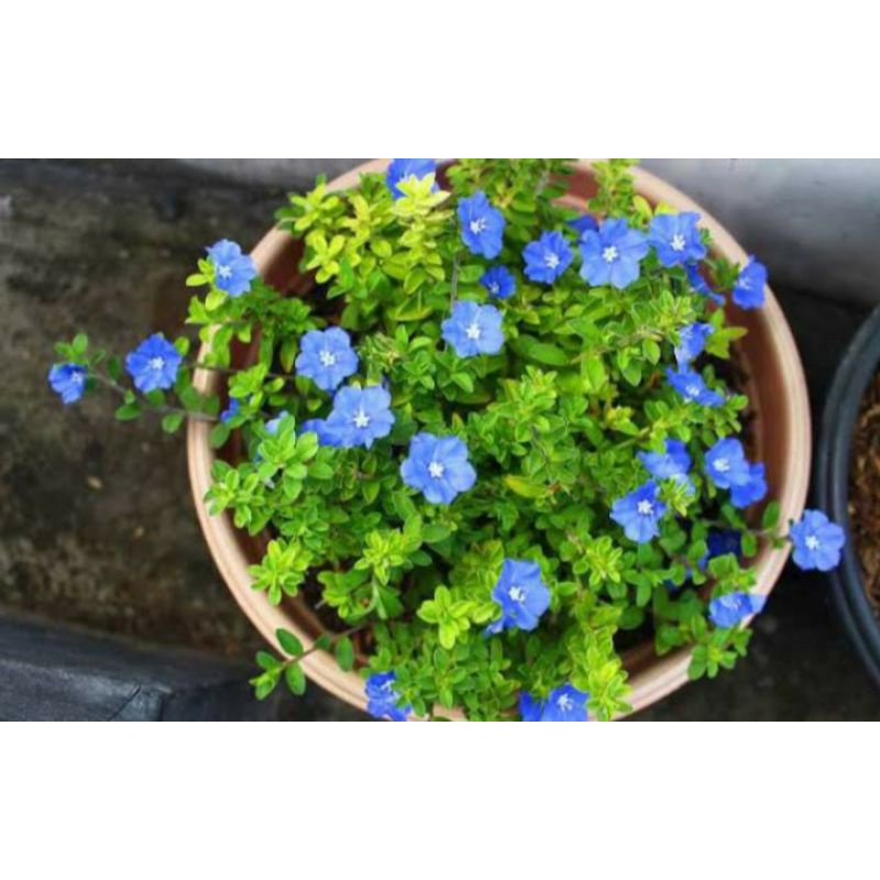 Jual Tanaman hias blue eye - tanaman bunga | Shopee Indonesia