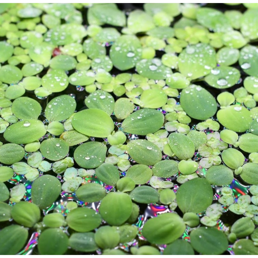 Jual Tanaman Air Aquascape Apung Apu Apu - Kiambang Pistia stratiotes ...