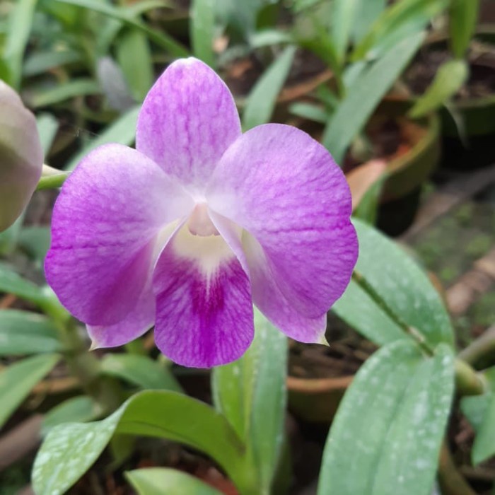 Jual Tanaman hias anggrek dendrobium tweety pink dewasa siap berbunga ...