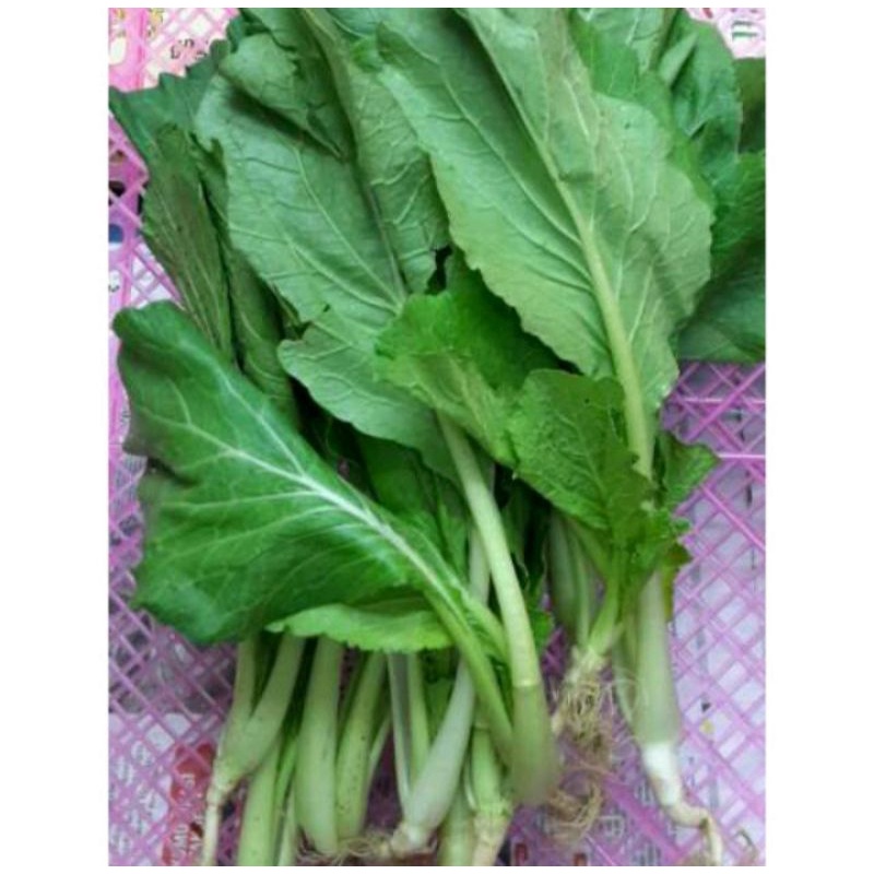 Jual Caisim Organik 250g | Shopee Indonesia