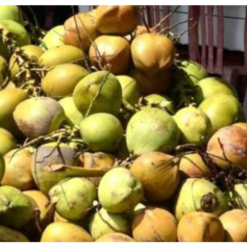 Jual degan kelapa muda bu lia surabaya (buah utuh) bisa request | Shopee Indonesia