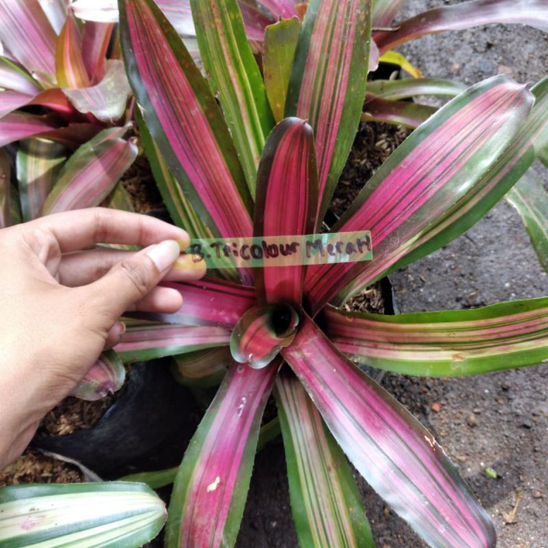 Jual BROMELIA TRICOLOUR MERAH | Shopee Indonesia