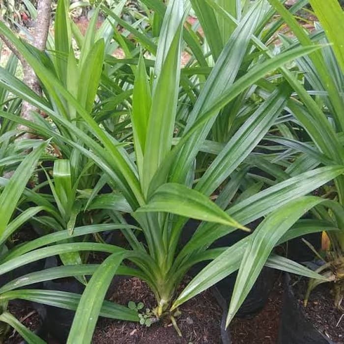 Jual tanaman pandan wang - bibit pandan wangi - Pohon pandan wangi ...