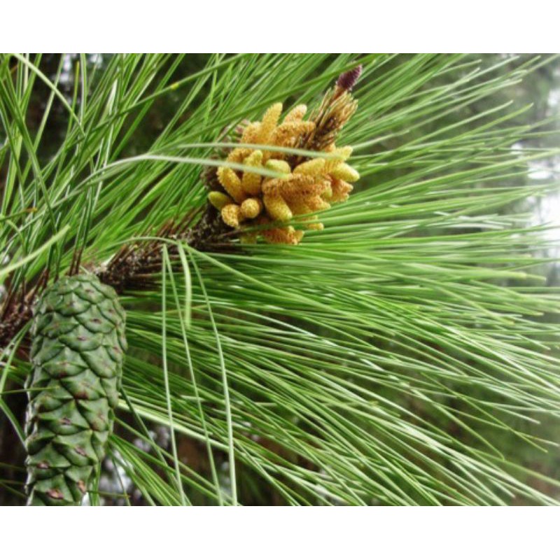 Jual daun pinus segar pr1 kg | Shopee Indonesia