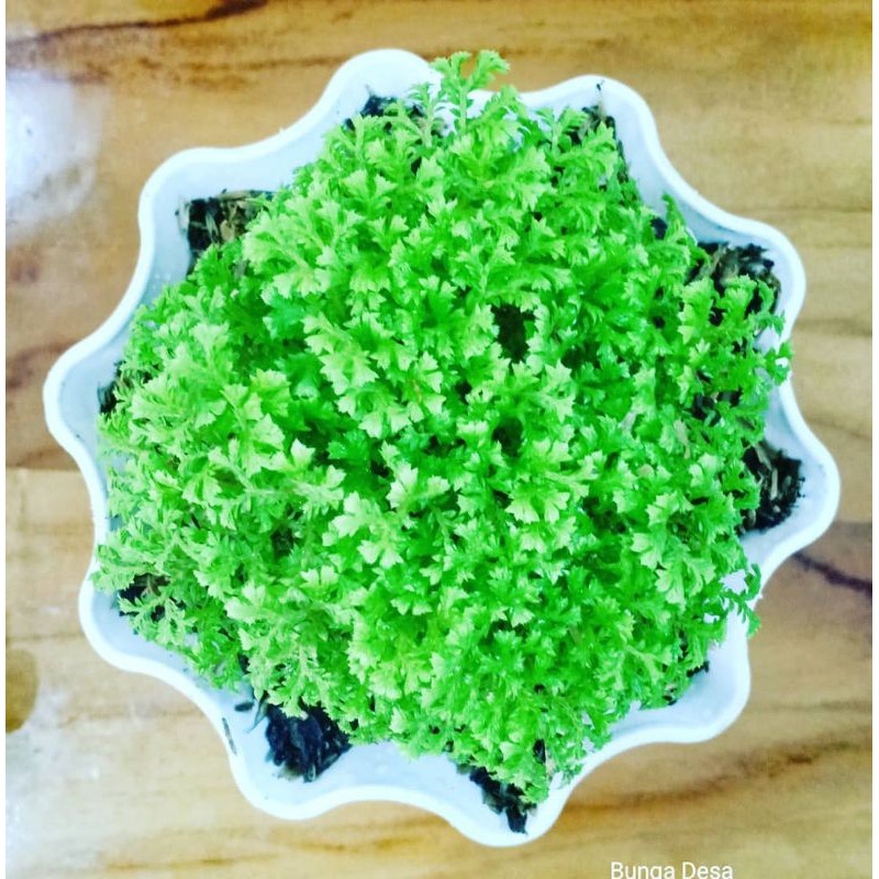 Jual tanaman lumut mossplant - tanaman hias lumut ambon - tanaman lumut ...