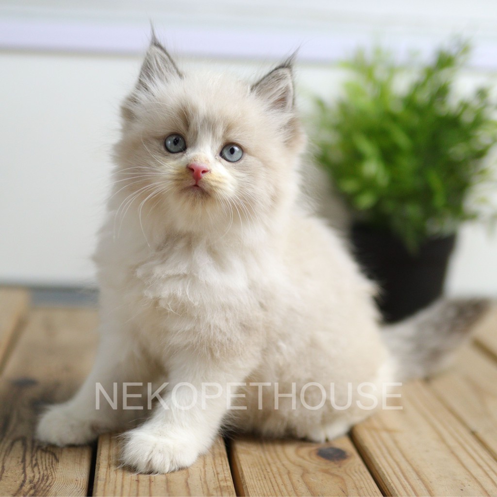 Jual Kucing Persia Mix ragdoll Bi Color Lucu | Shopee Indonesia