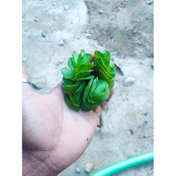 Jual ECENG GONDOK | Shopee Indonesia