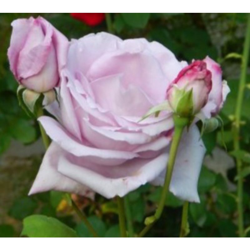 Jual Bunga Mawar Import Rosa Damascena (Super Wangi) | Shopee Indonesia