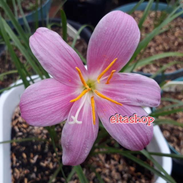 Jual Bibit Umbi Bunga Rain Lily Rainlily / Lili Hujan / Zephyranthes ...