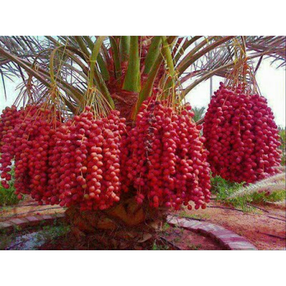 Jual 1 biji kurma merah | Shopee Indonesia