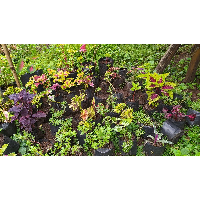 Jual aneka bibit bunga | Shopee Indonesia