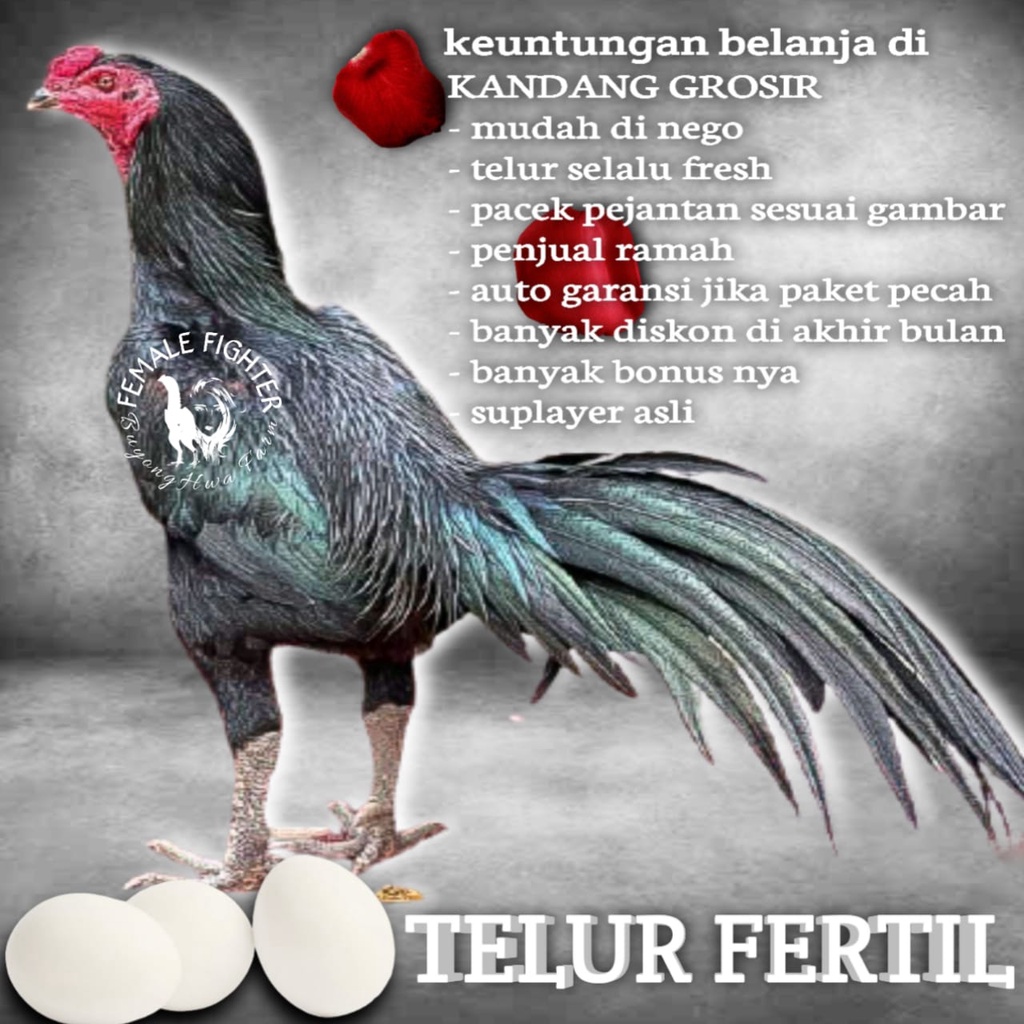 Jual black koytrad trad pakhoy Ayam Bangkok TELUR FERTIL New Generasi ...