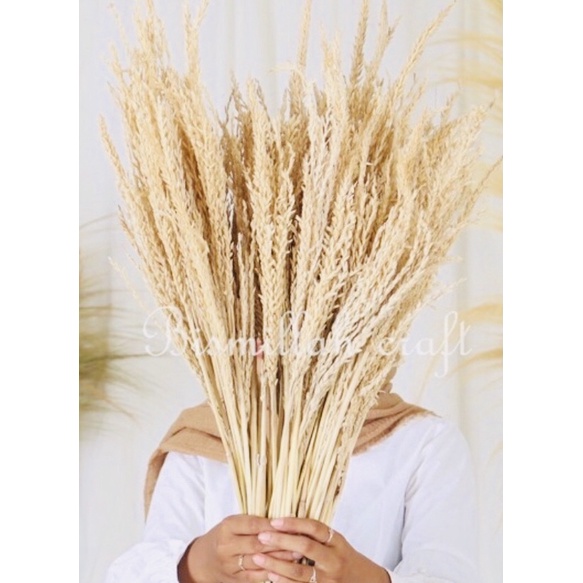 Jual Bunga Jagung Kering Dekorasi Bleacing Bunga Kering Bunga Dekorasi