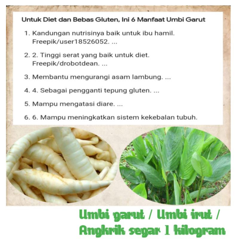 Jual Umbi garut Umbi irut segar 1 kilogram | Shopee Indonesia