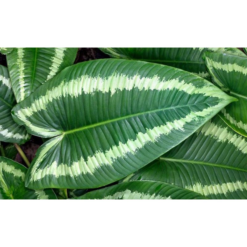 Jual Tanaman hias bunga andromeda Hemalomena Schismatoglottis ...