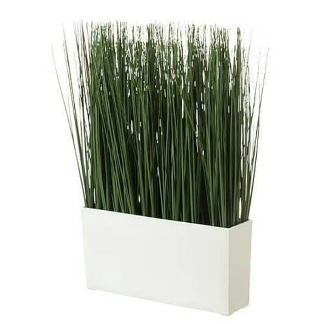 Jual Tanaman Lidi air (Typha angustifolia) | Shopee Indonesia