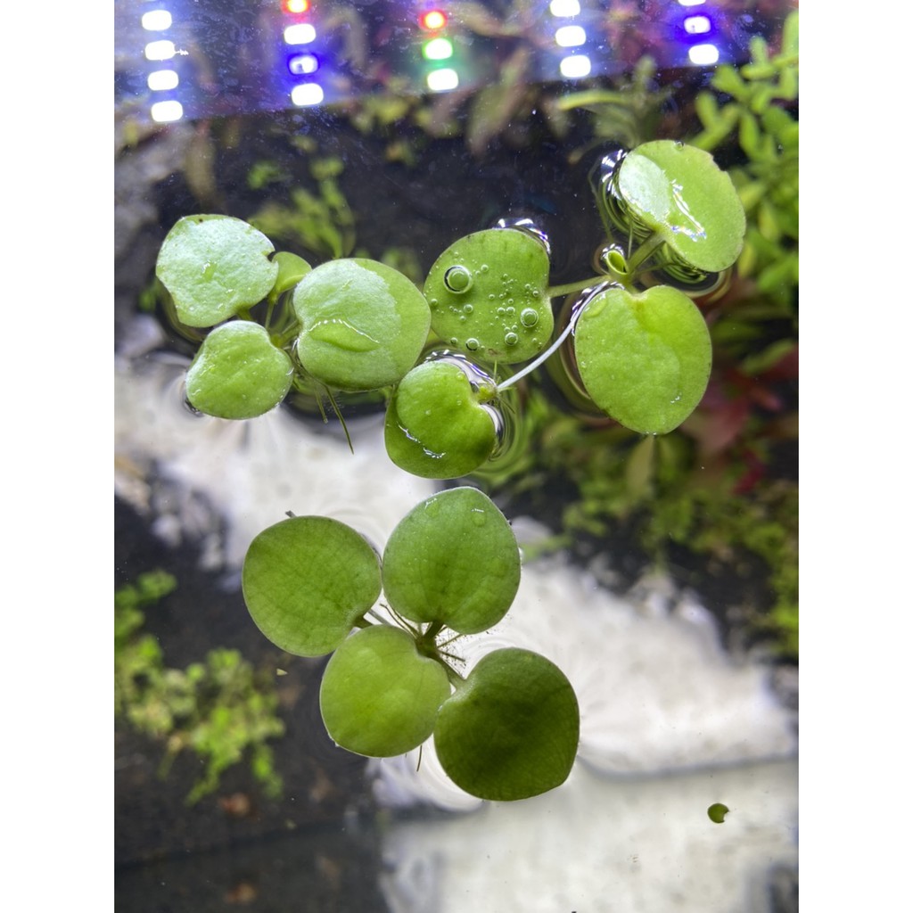 Jual Amazon Frogbit / Tanaman Air / Floating Plant Limnobium laevigatum ...