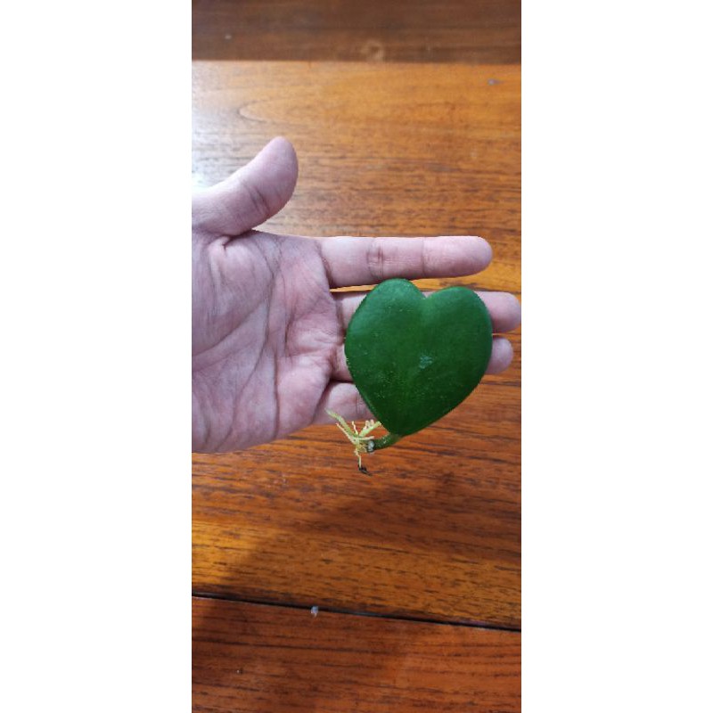Jual tanaman Hoya love / hoya kerii / tanaman love / daun love | Shopee ...