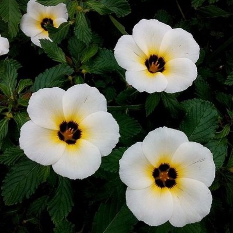 Jual BUNGA ANANDA PUKUL DELAPAN | TANAMAN HIAS BUNGA ANANDA | Shopee ...