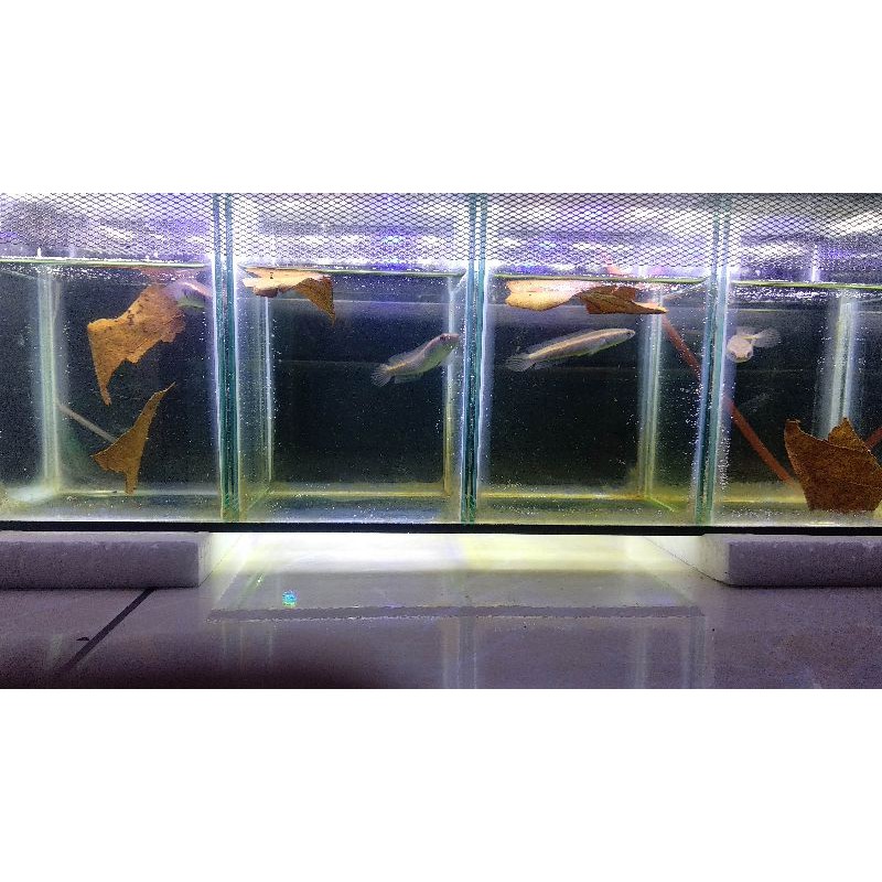 Jual Maru Riau 8-9cm | Shopee Indonesia