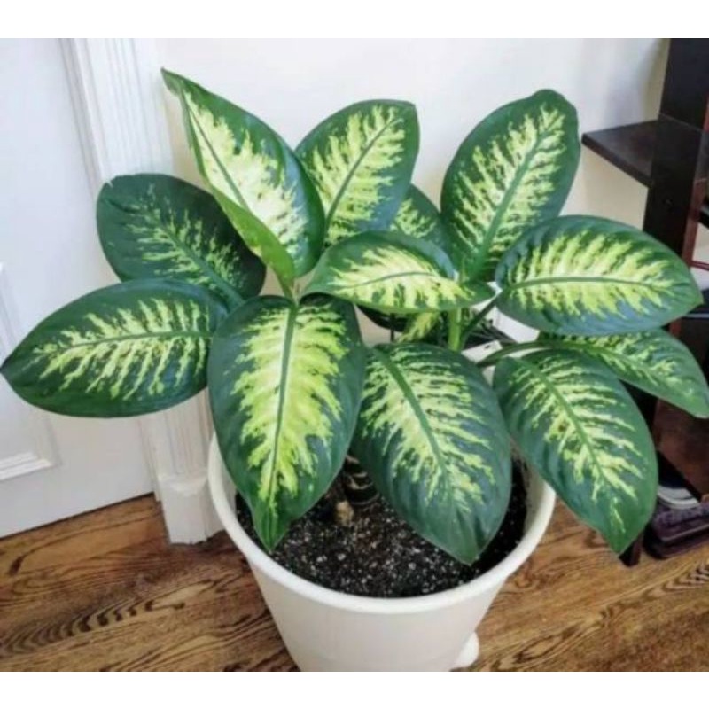 Jual tanaman hias dieffenbachia zebra | Shopee Indonesia