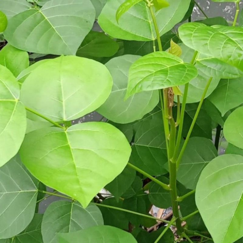 Jual Daun Dadap Non Pestisida 100% Alami. Harga Per 3 lembar Daun ...