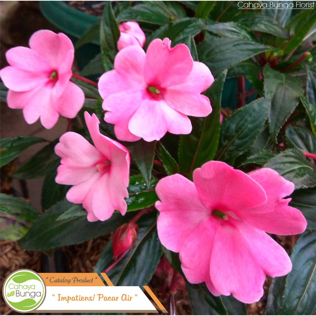Jual Tanaman Hias Pacar Hawkeri Pink I New Guinea Impatiens | Shopee ...