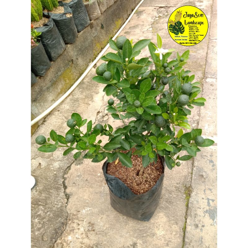 Jual TANAMAN HIAS JERUK KUNCI/POHON JERUK LEMON CUI | Shopee Indonesia Jual TANAMAN HIAS JERUK KUNCI/POHON JERUK LEMON CUI | Shopee Indonesia