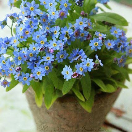 Jual Benih Biji Bunga Forget Me Not Flower Myosotis Alpestris Sea Sky ...