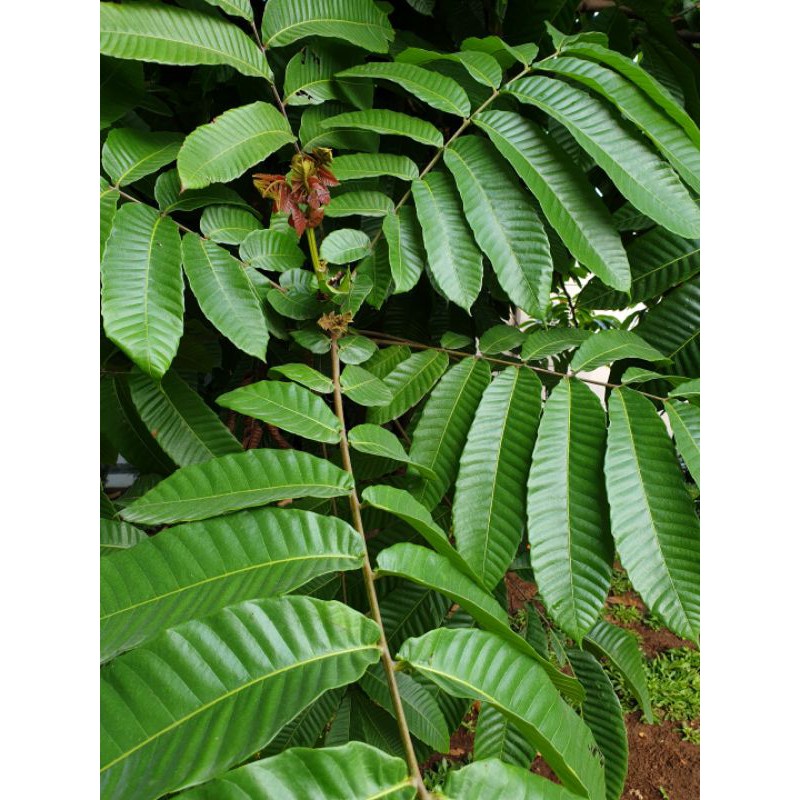 Jual daun matoa segar isi 100 gram | Shopee Indonesia