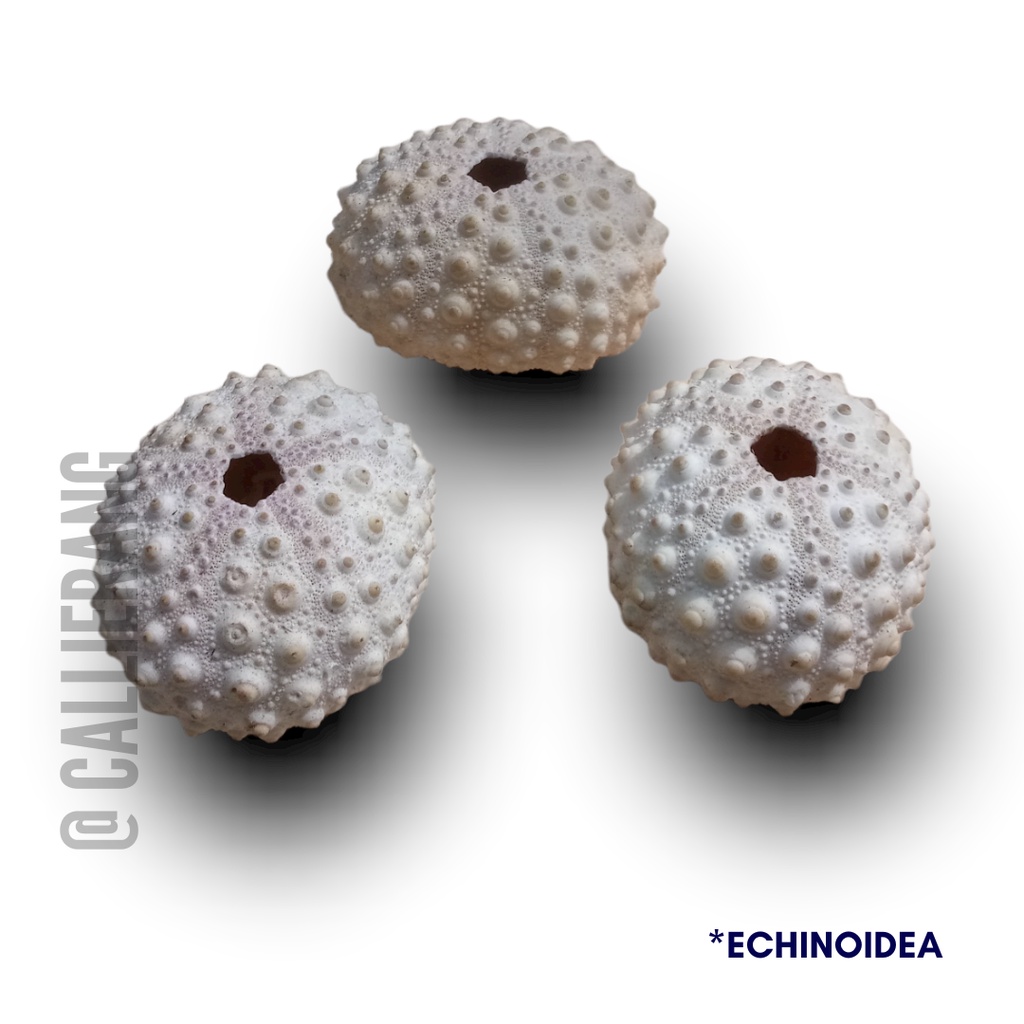 Jual Bulu Babi / Landak Laut Putih Echinoidea Bahan Kerajinan Dan ...