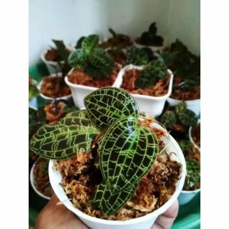 Jual Bunga Langka Urat Emas / Jewel Orchid / Macodes Petola / Anggrek ...