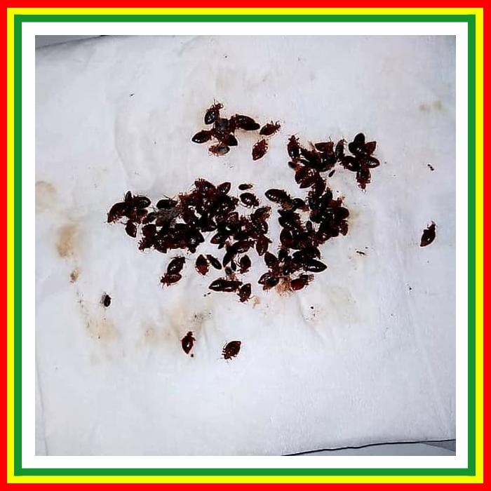 Jual obat/racun pembasmi kutu busuk tumila kepinding tinggi kupret ...