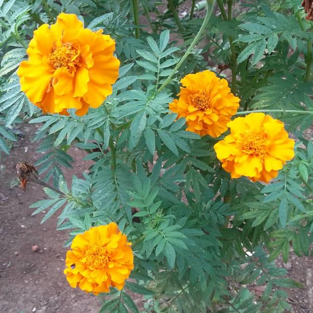 Jual Benih bunga tai kotok/tahi ayam | Shopee Indonesia