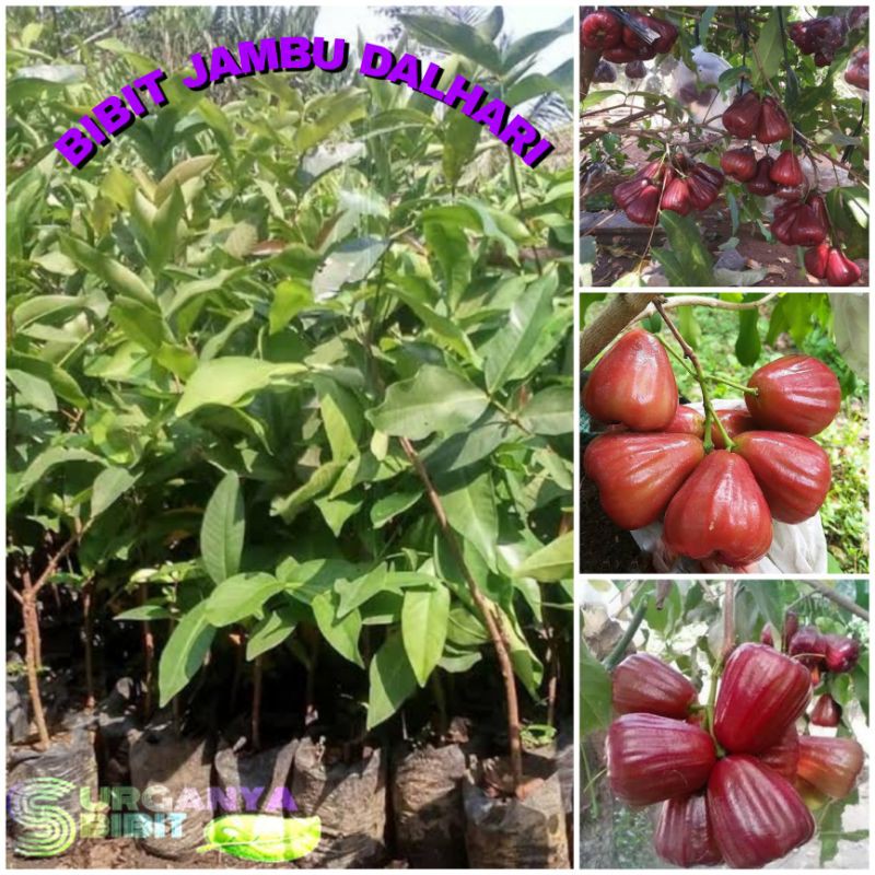 Jual BIBIT JAMBU DALHARI SUPER ORIGINAL | Shopee Indonesia