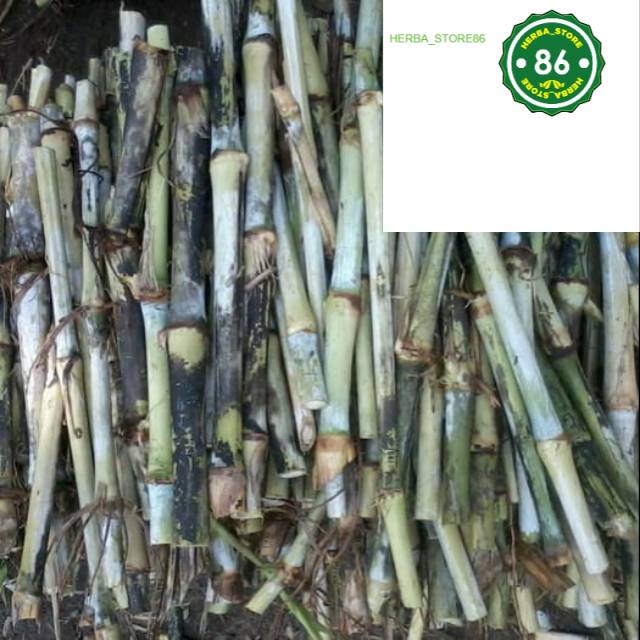 Jual Bibit rumput gajah raja king grass cutingg stek pakan bernutrisi ...