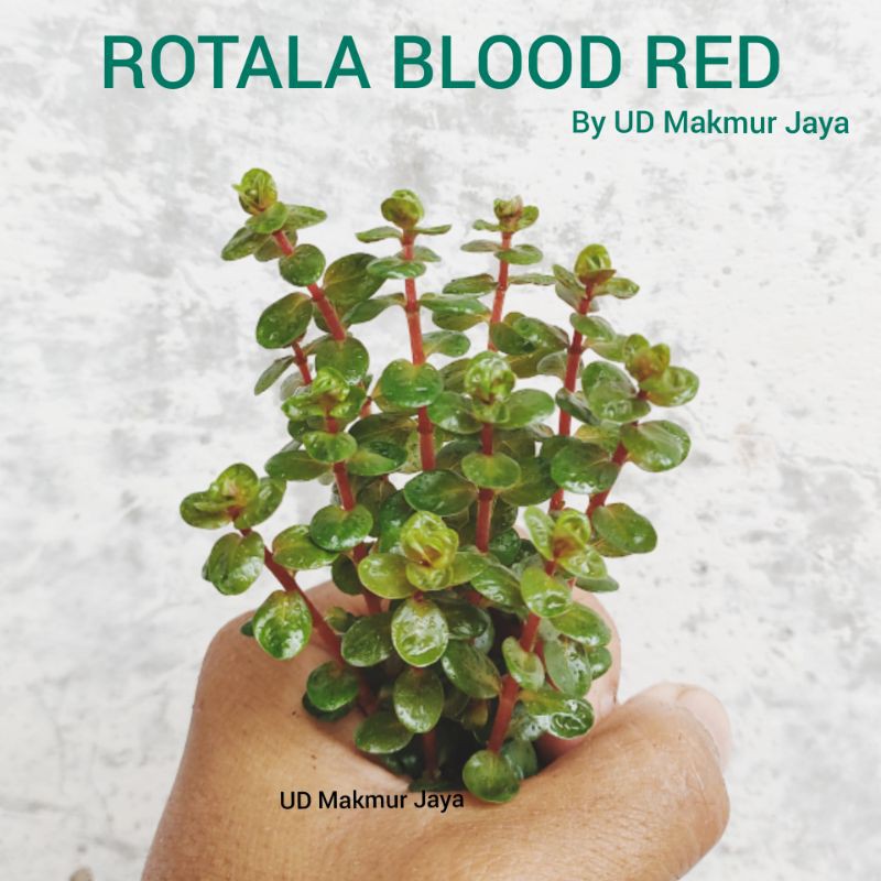 Jual ROTALA BLOOD RED AQUATIC PLANT AQUASCAPE | Shopee Indonesia
