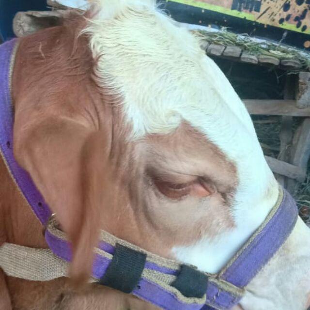 Jual Head Halter Sapi Warna | Shopee Indonesia