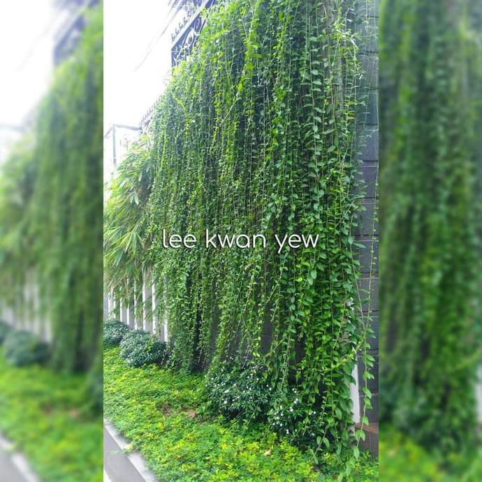 Jual Crv Bibit Tanaman Lee Kwan Kuan Yew - Pohon Hias Dinding Pagar ...