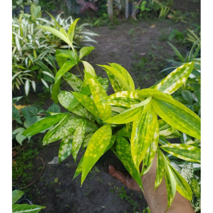 Jual bambu florida kuning | Shopee Indonesia