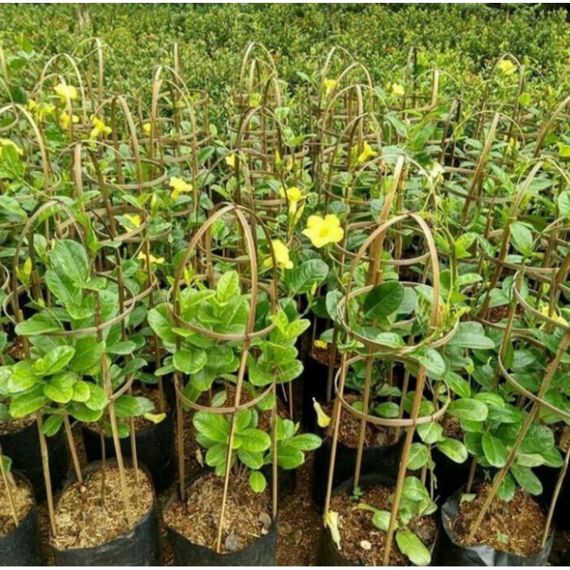 Jual Pohon Alamanda Bunga Kuning Tanaman Rambat Pohon Alamanda Kuning ...