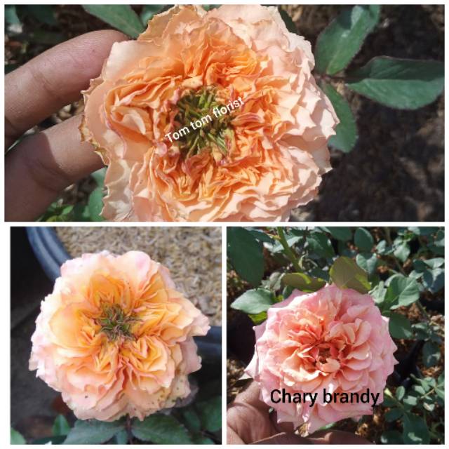 Jual Mawar import | Shopee Indonesia