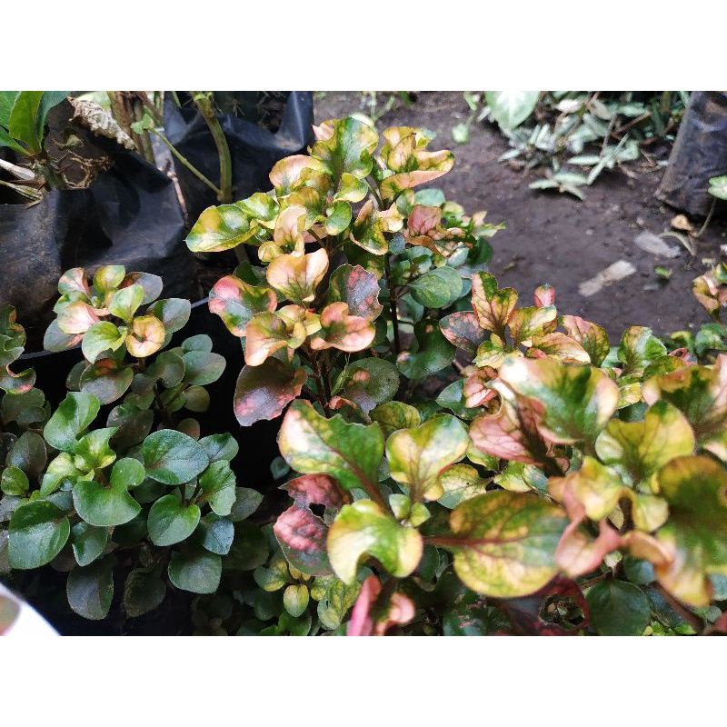 Jual krokot merah hijau kuning | Shopee Indonesia