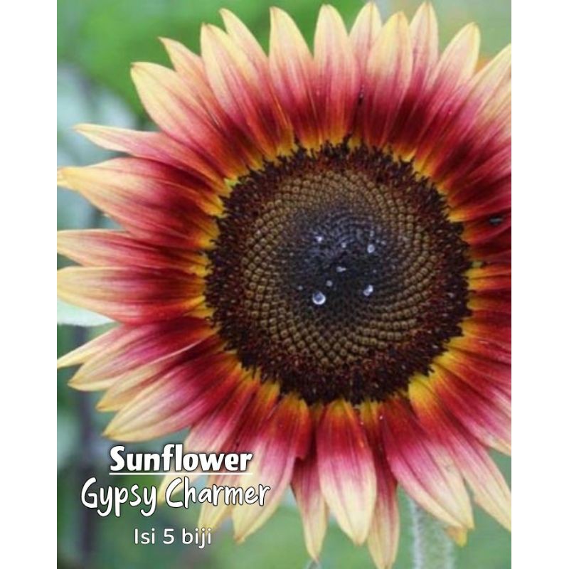 Jual Sunflower Gypsy Charmer benih biji | Shopee Indonesia