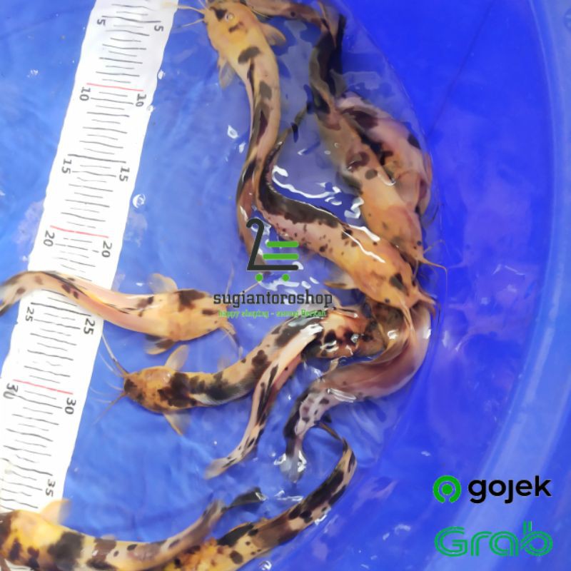 Jual ikan lele bule / lele belang size 12-15 cm | Shopee Indonesia